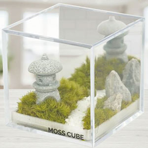 MOSS CUBE Preserved 苔庭の小径-amiami.jp-あみあみオンライン本店-
